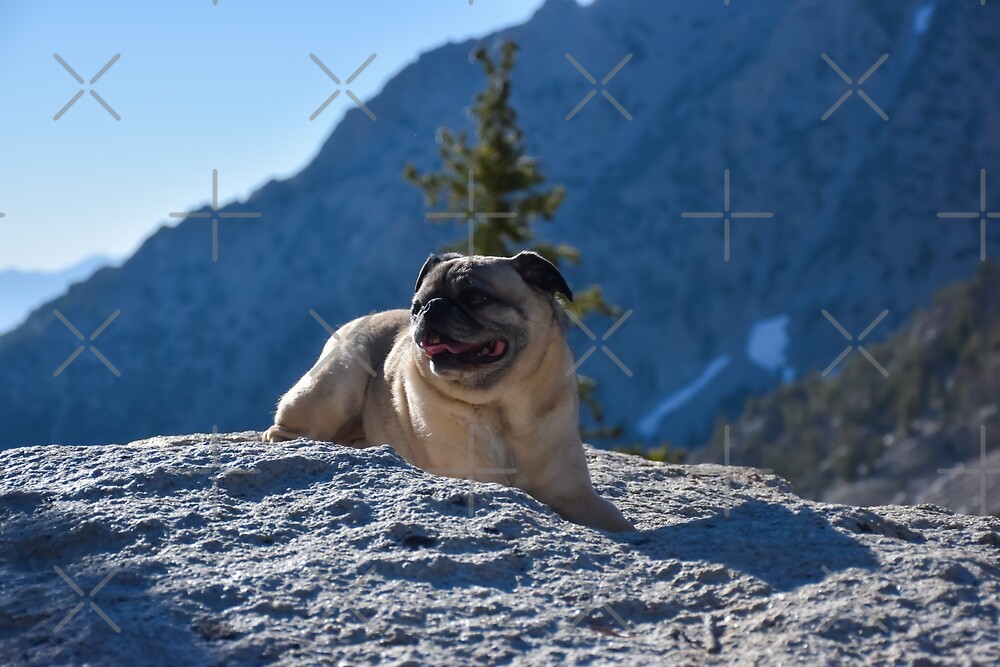 "Happy Morning Mountain Pug" by pugventurephoto | Redbubble