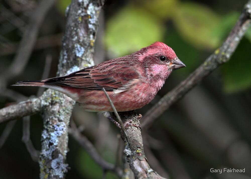 "In The Pink / Purple Finch" by Gary Fairhead | Redbubble