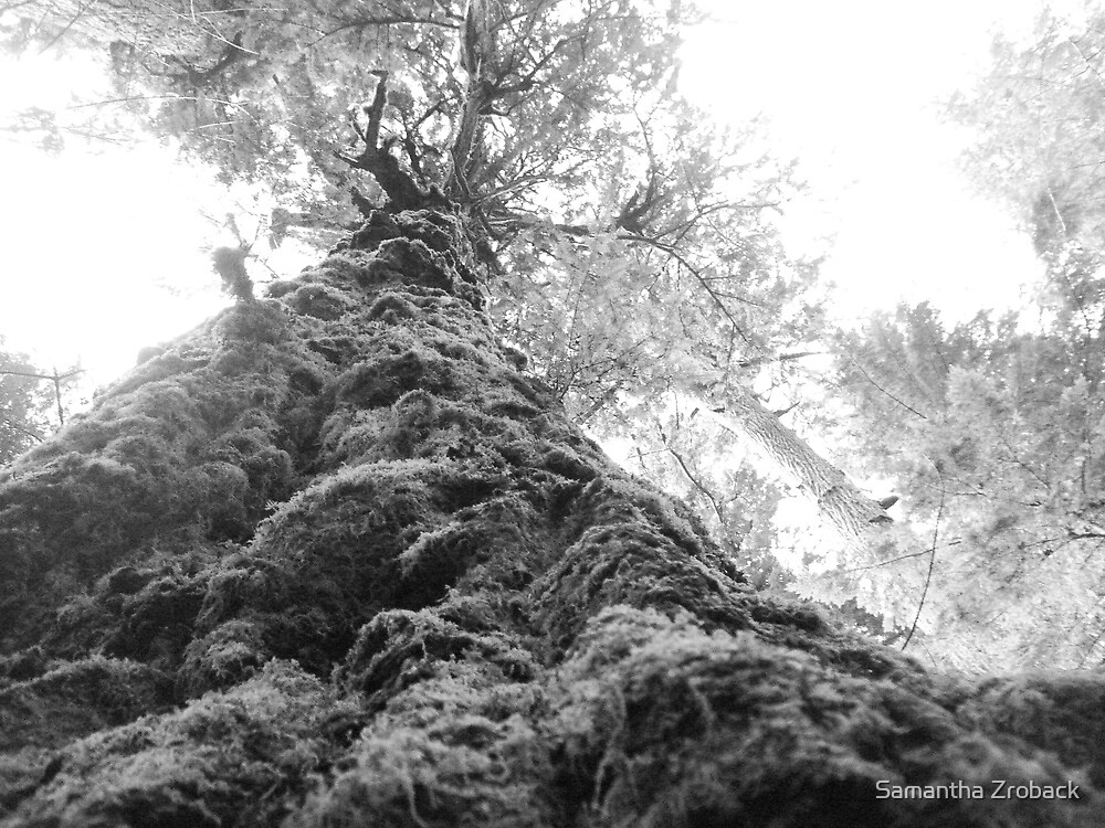 "Stairway to Heaven - Cathedral Grove - Vancouver Island" by Samantha ...