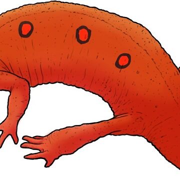 "Red Eft on white" Sticker for Sale by T-VR | Redbubble