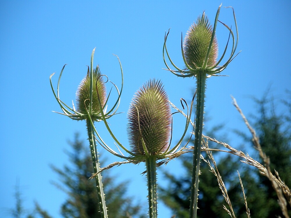 "Oregon Thistle" by Arlyta | Redbubble