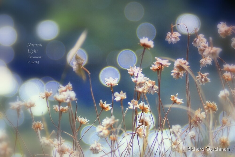 "" Sea Thrift And Sunlight "" by Richard Couchman | Redbubble