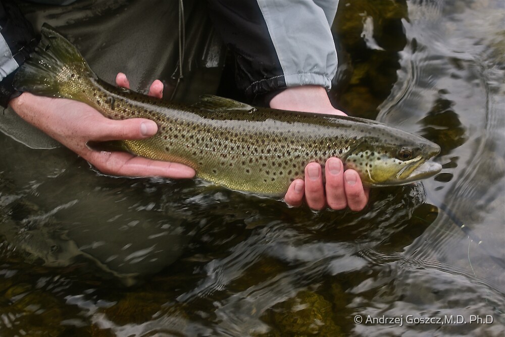 "Trout from Dunajec River . Galicia.Poland. Brown Sugar Fly Fishing ...