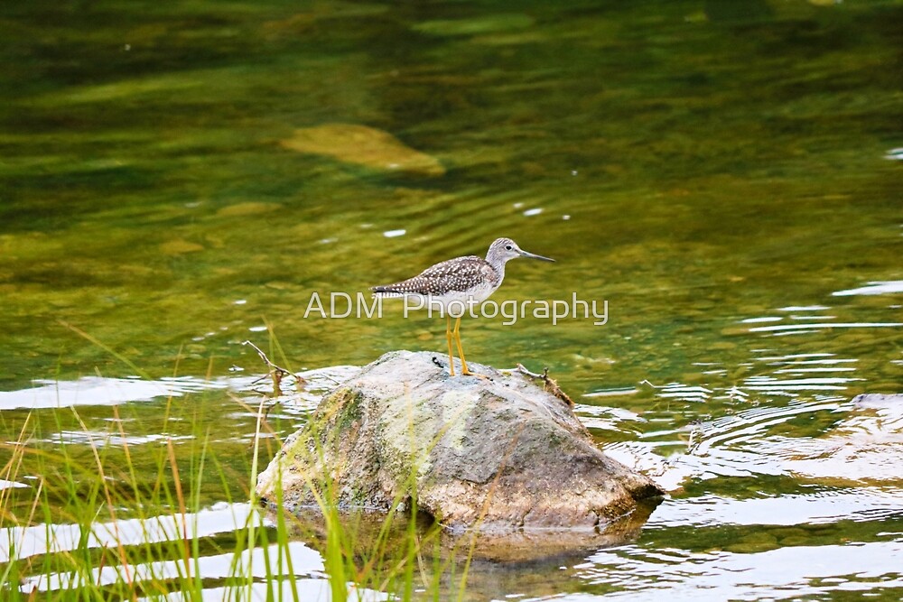"Bird posing on a rock" by ADM Photography | Redbubble