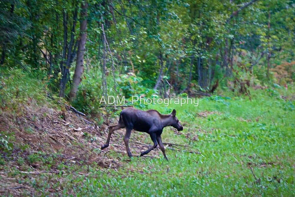 "Baby Moose" by ADM Photography | Redbubble