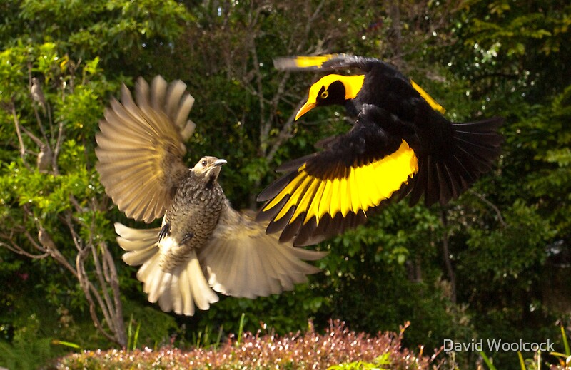 "Pair of Regent Bower Birds, Lamington NP,Australia" by David Woolcock ...
