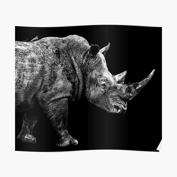 Rhino Posters | Redbubble