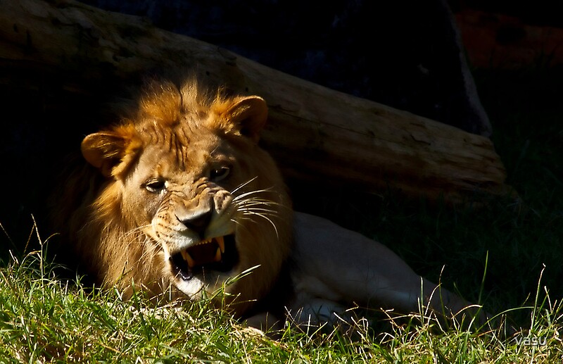 "Ferocious Lion!" by vasu | Redbubble