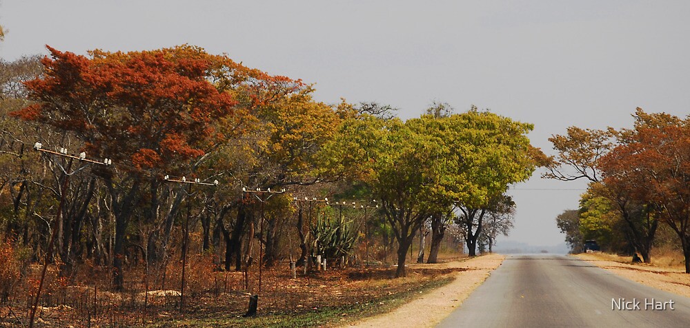 "Msasa Trees" by Nicholas Hart | Redbubble