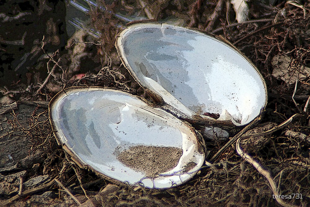 "Clam Shells from the Allegheny River" by teresa731 | Redbubble