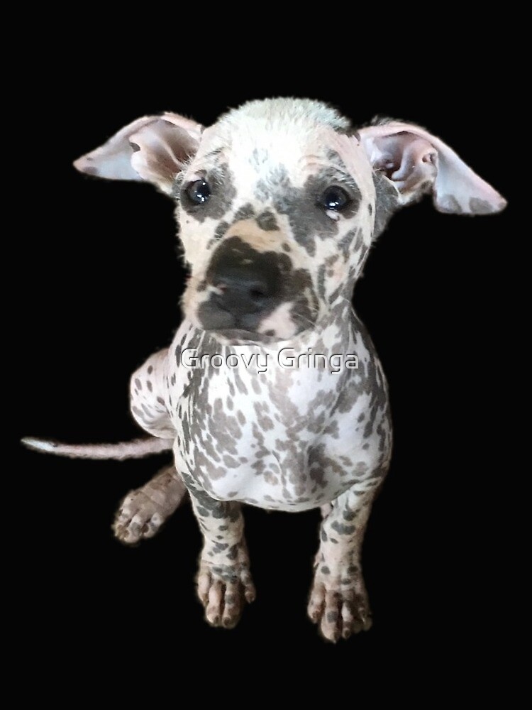 "Mexican Hairless Dog" by Groovy Gringa | Redbubble