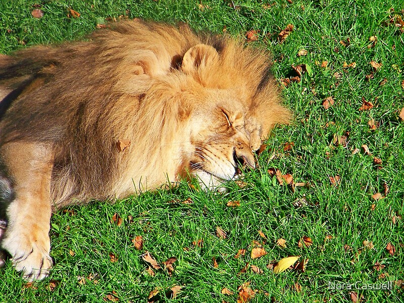"Sleeping Lion King" by Nora Caswell | Redbubble