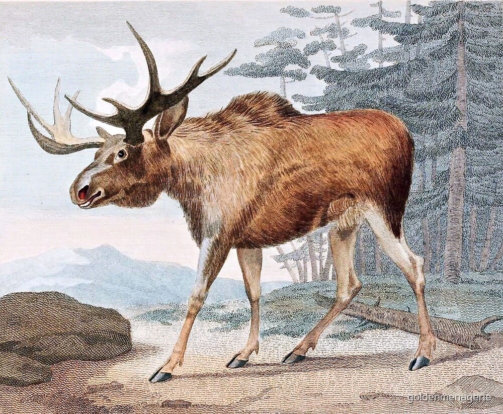 "Bull Moose Vintage Drawing" by goldenmenagerie | Redbubble