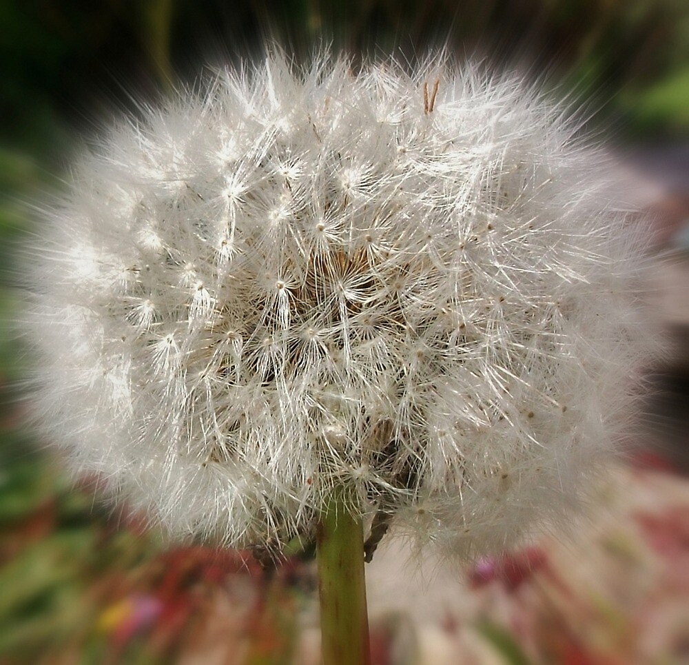 "Dandy Clock" by Susie Hawkins | Redbubble