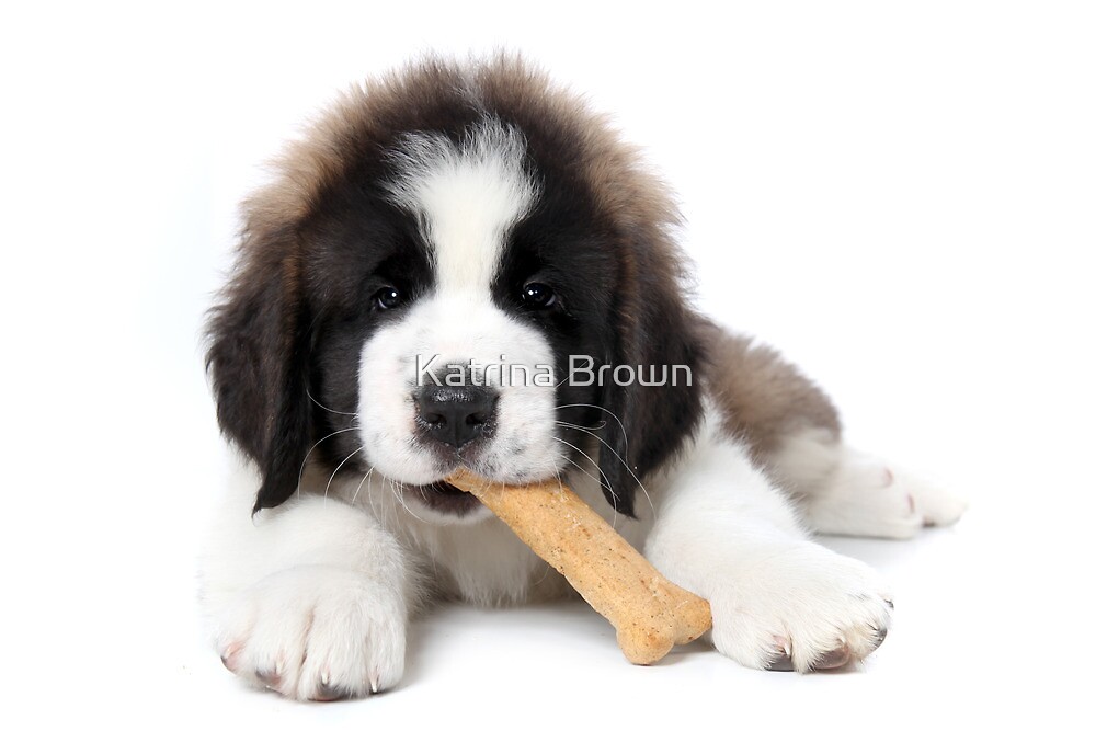 "Adorable Saint Bernard Puppy Eating a Dog Biscuit Treat" by Katrina ...