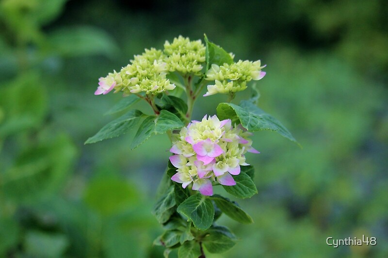 "The Stages Of The Hydrangea" by Cynthia48 | Redbubble