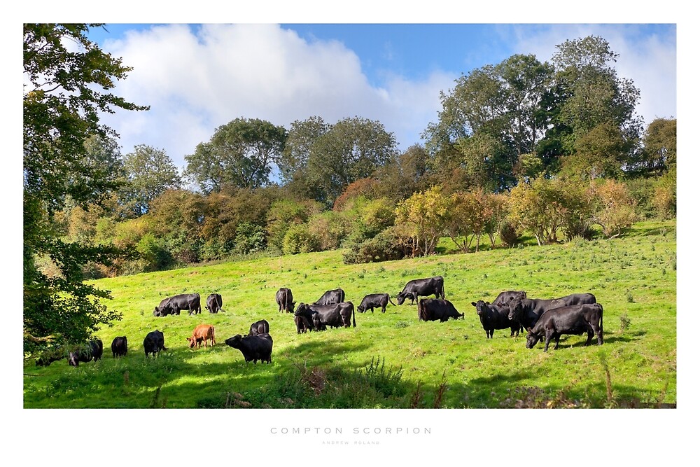 "Compton Scorpion, Warwickshire" by Andrew Roland | Redbubble