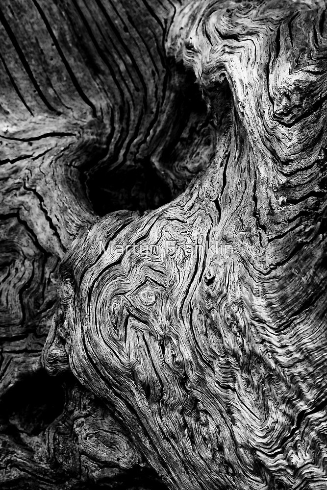 "Dead tree trunk abstract" by Martyn Franklin | Redbubble