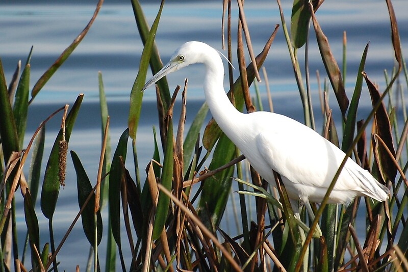"Walking Egret" by Craig Bernstein | Redbubble