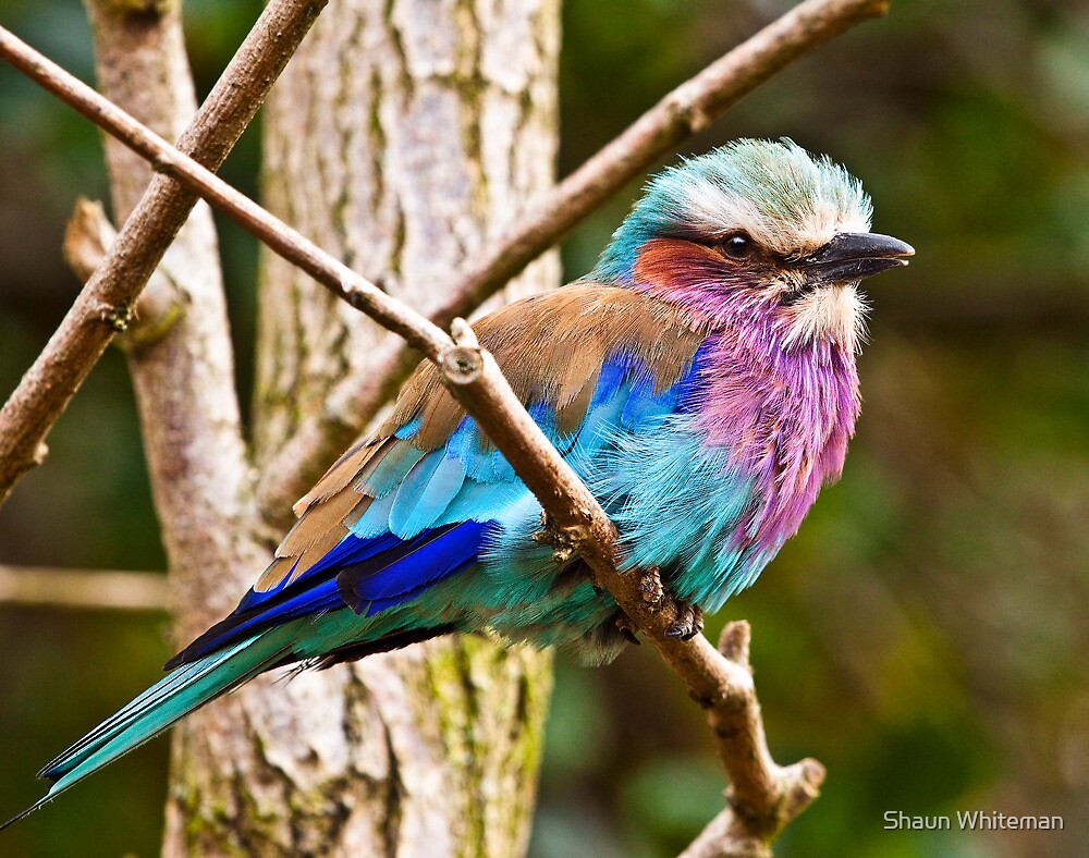 "The beautiful Lilac-breasted Roller bird" by Shaun Whiteman | Redbubble