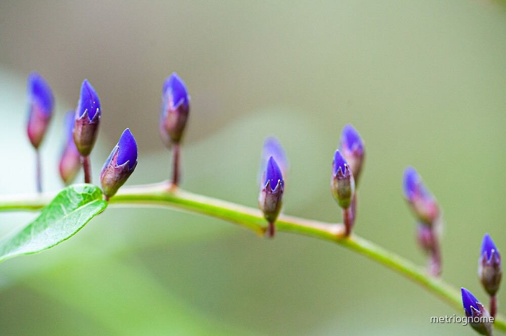 "Blue Buds" by metriognome | Redbubble