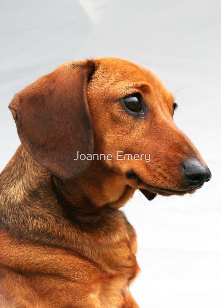 "Miniature smooth red dachshund head shot" by Joanne Emery | Redbubble
