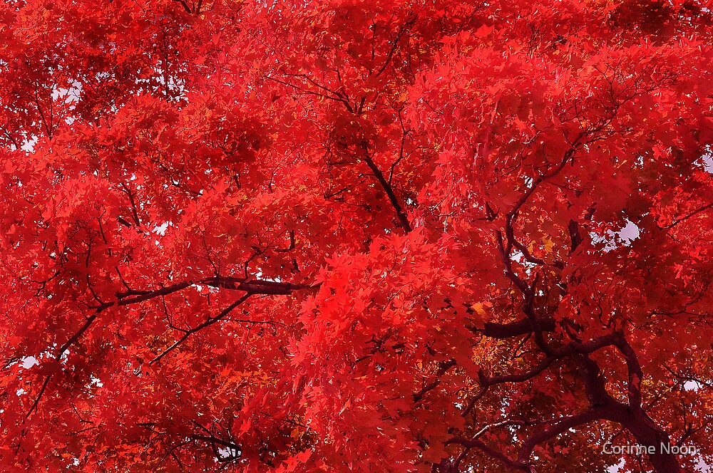 "Really RED !" by Corinne Noon | Redbubble