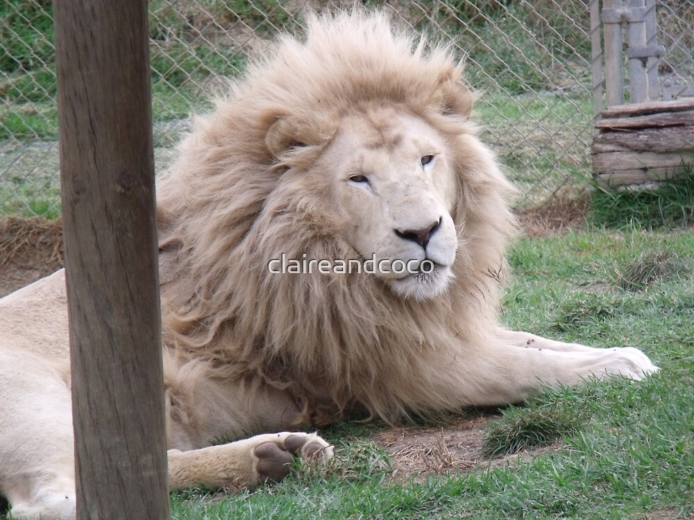 "Gandor the magnificent!" by claireandcoco | Redbubble