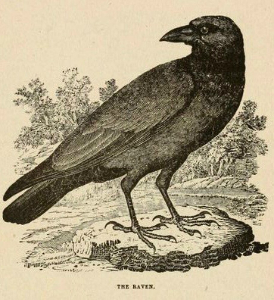 "That's So Vintage Raven" by bluespecsstudio | Redbubble