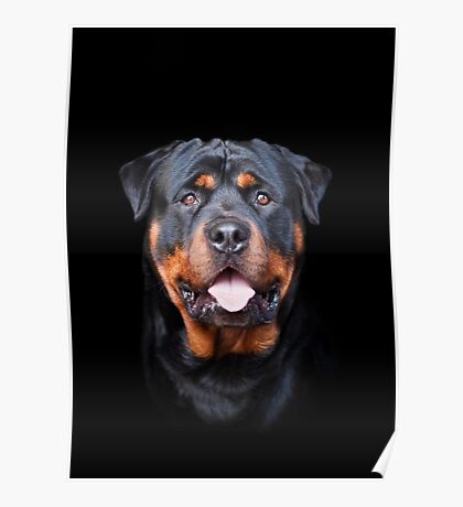 Rottweiler: Posters | Redbubble
