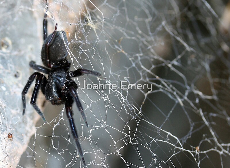 "Australian black house spider on the web" by Joanne Emery | Redbubble