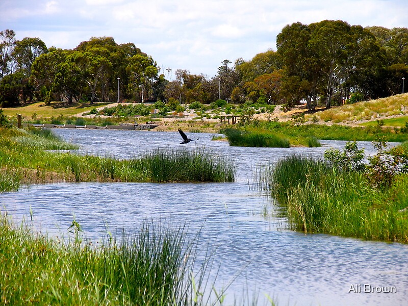 "Linear Park wetland, Henley end" by Alison Brown | Redbubble