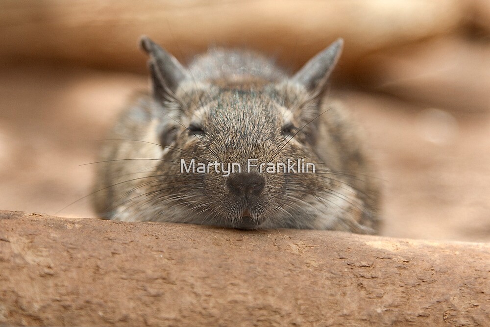 "Degus " by Martyn Franklin | Redbubble