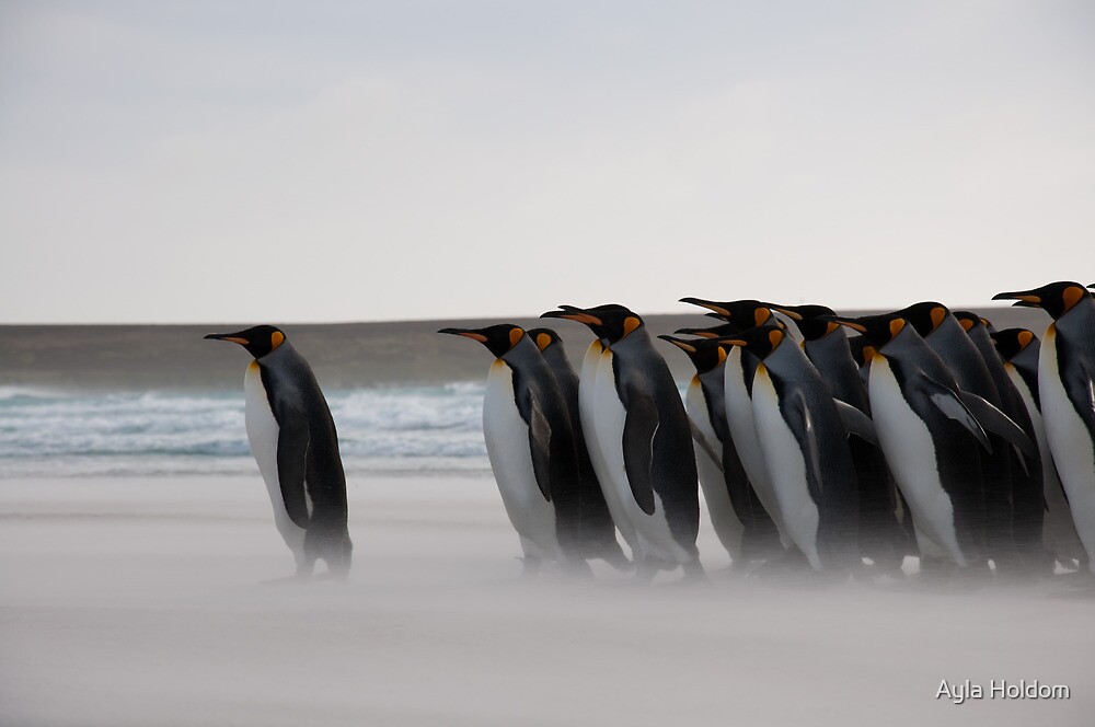 "King Penguins - Volunteer Point, West Falkland" by Ayla Holdom | Redbubble