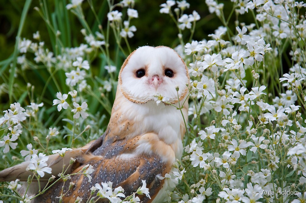 "Young Barn Owl's first summer" by Ayla Holdom | Redbubble