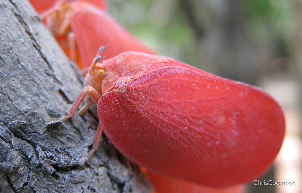 "Flatid Bug ~ Madagascar" by ChrisCoombes | Redbubble
