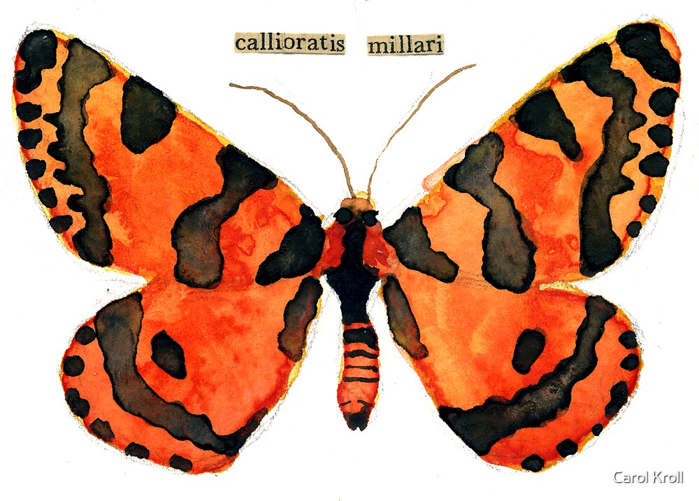 "Callioratis Millari (Millar's Tiger Moth)" by Carol Kroll | Redbubble