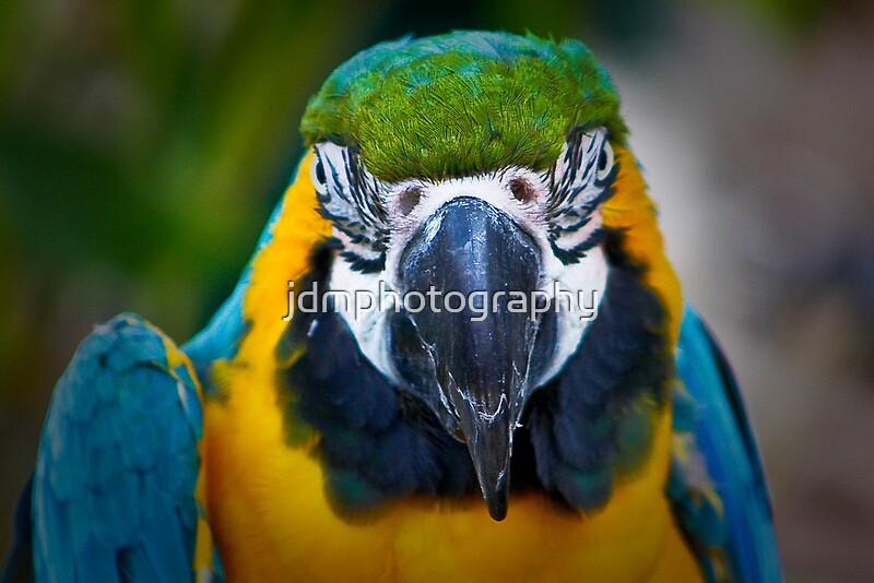 "Parrot Portrait ....... " by jdmphotography | Redbubble