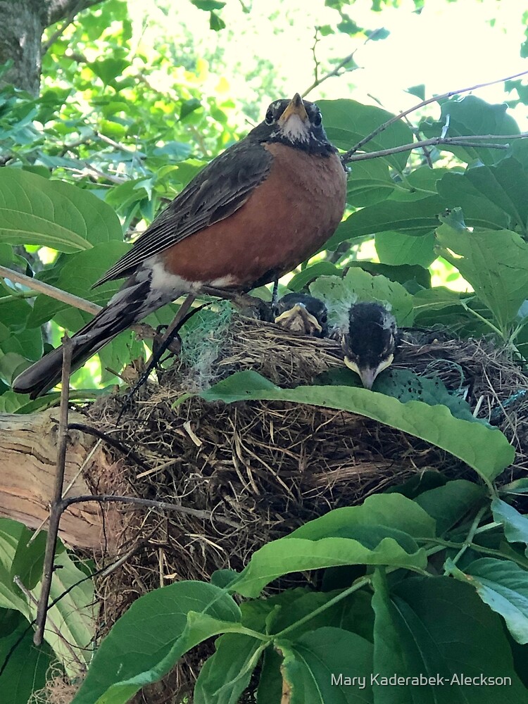"Mama Robin" by Mary Kaderabek-Aleckson | Redbubble
