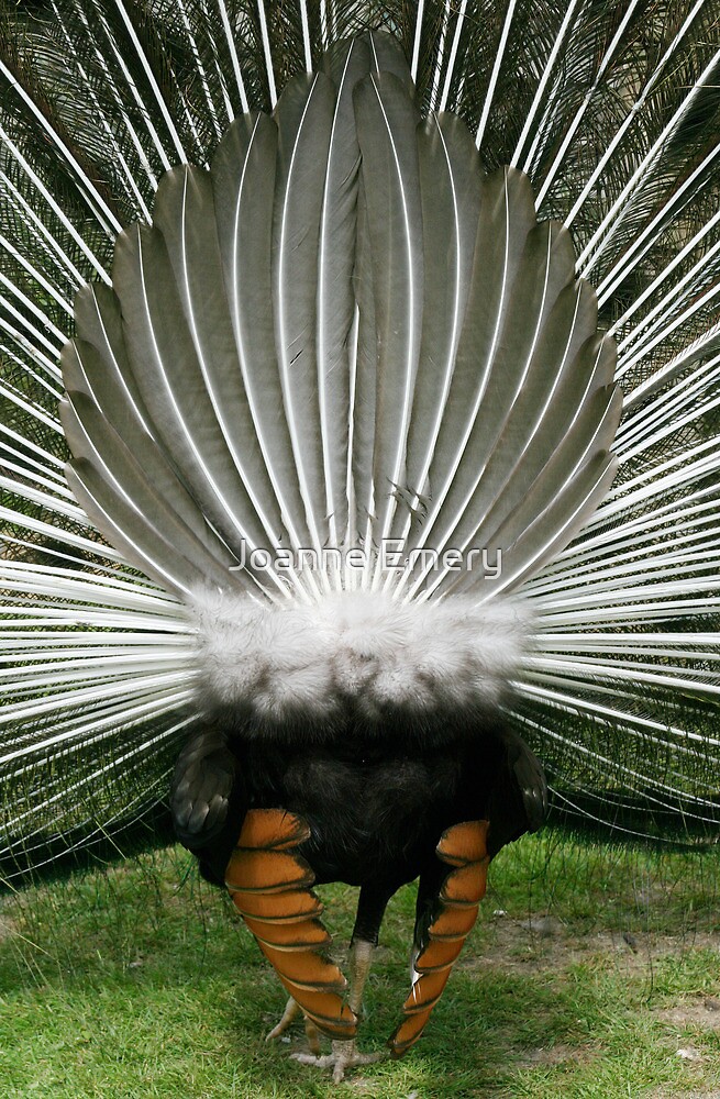 "Peacock - back view" by Joanne Emery | Redbubble