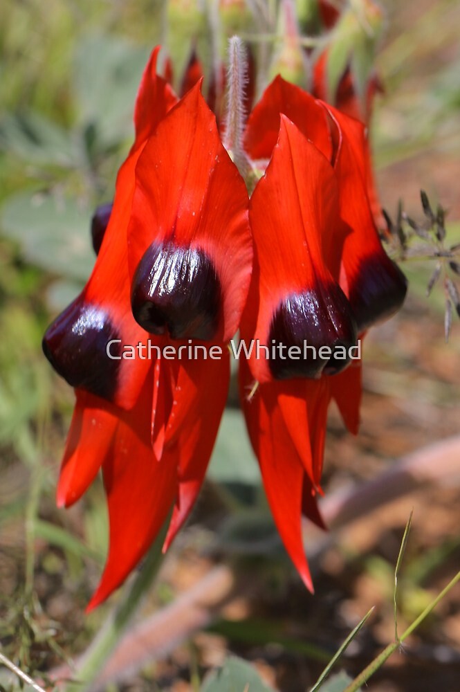 "Sturt Desert Pea" by Catherine Whitehead | Redbubble