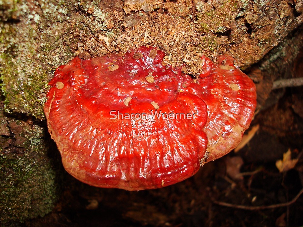 "Red Lacquered Polypore" by Sharon Woerner | Redbubble