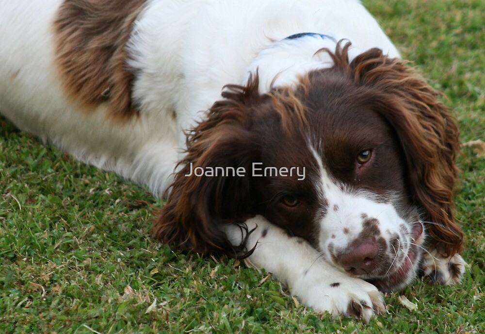 "English Springer Spaniel playing with stick" by Joanne Emery | Redbubble