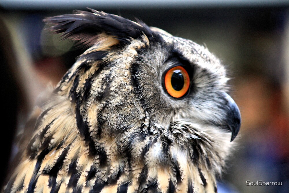"Owl Side on" by SoulSparrow | Redbubble