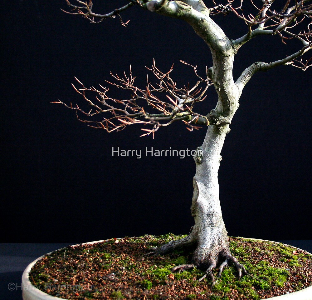"Fagus sylvatica/European Beech Bonsai" by Harry Harrington | Redbubble
