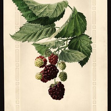 "Vintage Brambles Print" Art Board Print for Sale by Douglas E. Welch ...