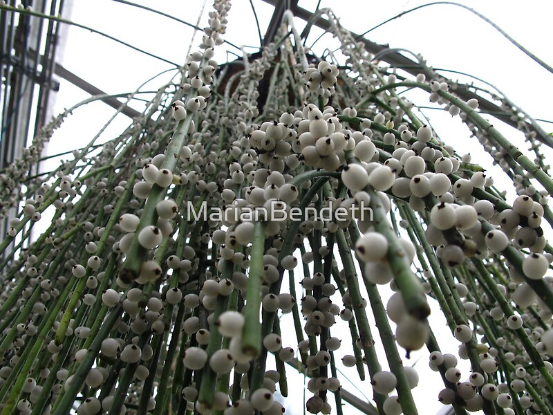 "Dreadlocks plant" by MarianBendeth | Redbubble