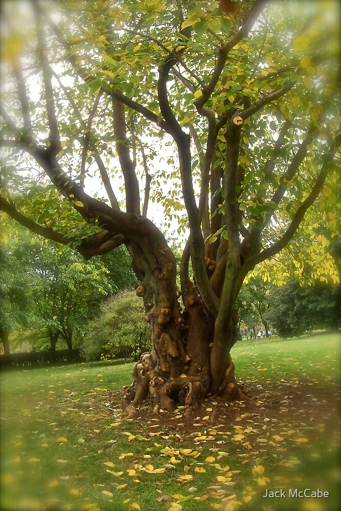 "Paper Mulberry Tree at Monticello - Virginia, US" by Jack McCabe ...