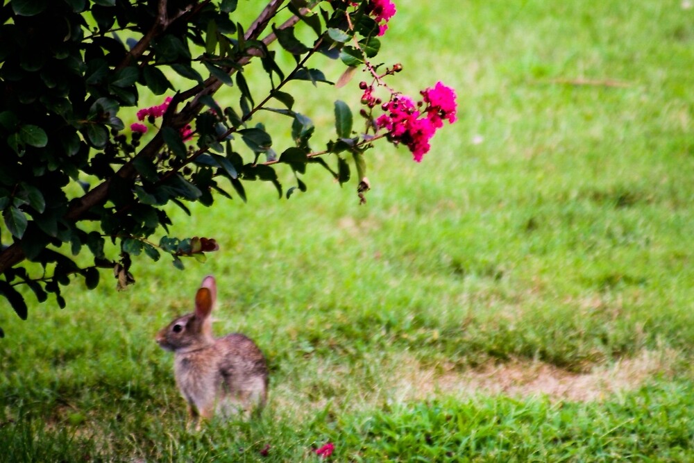 "RABBIT UNDER THE CRAPE MYRTLE TREE" by Pauline Evans | Redbubble