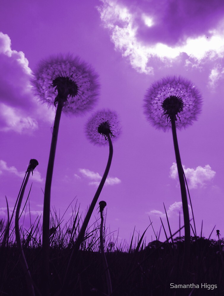 "Dandelions in Purple" by Samantha Higgs | Redbubble
